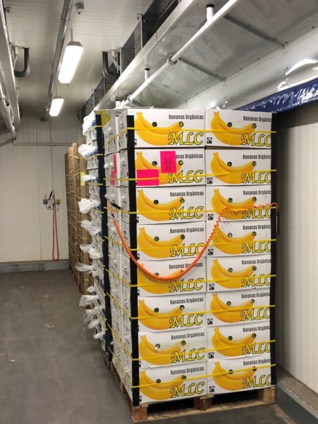 Le mûrissage des bananes : les secrets d’un fruit mûr à point ! - La Banane